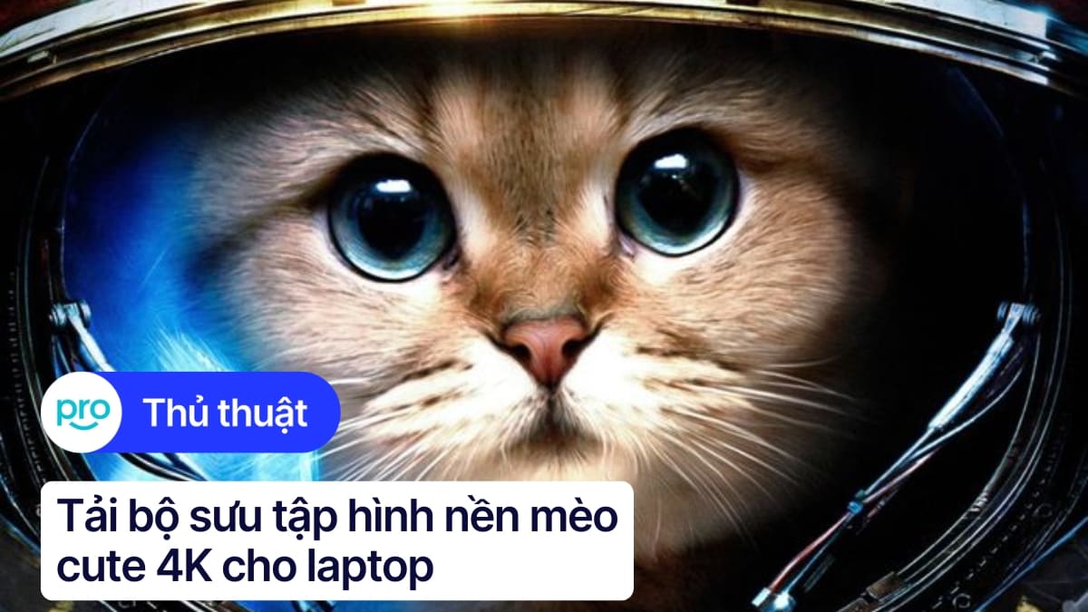 Tải bộ sưu tập hình nền mèo cute 4K cho laptop